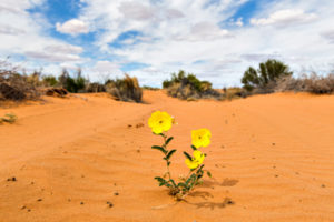 Simpson Desert Adventure - Part 3 - French Line_Salt Bush Flats_Poeppel ...